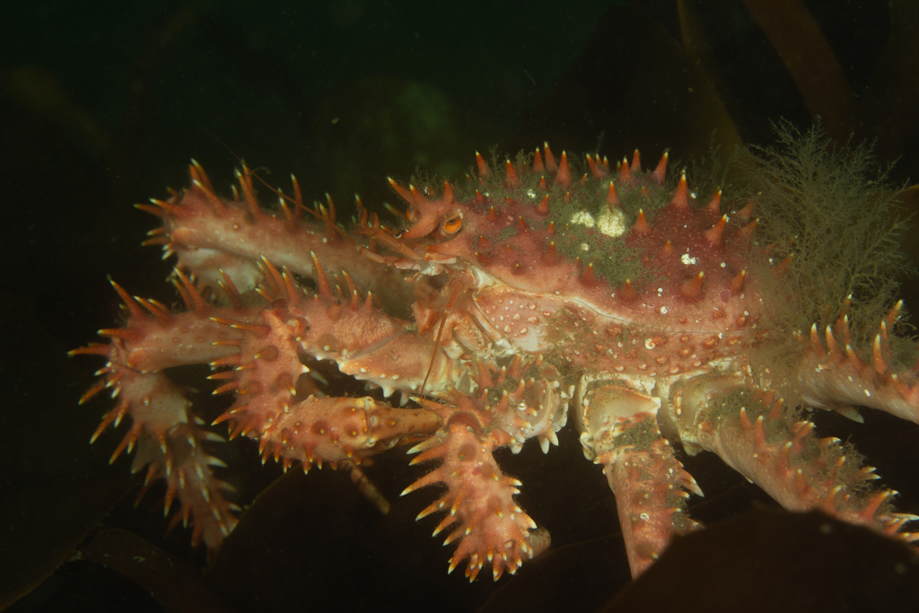 Southern King Crab from Ushuaia, Tierra del Fuego, Argentina on ...