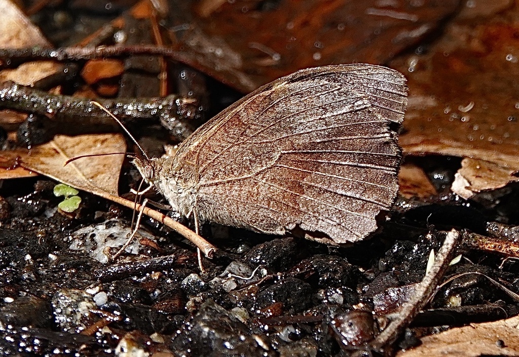 Common Brown from Ferdinand von Mueller Rain Garden, The Basin, VIC, AU ...