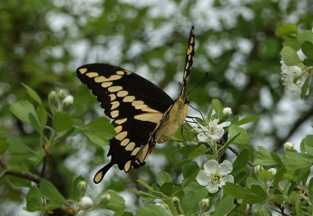 Eastern Giant Swallowtail from Liberty County, FL, USA on March 15 ...