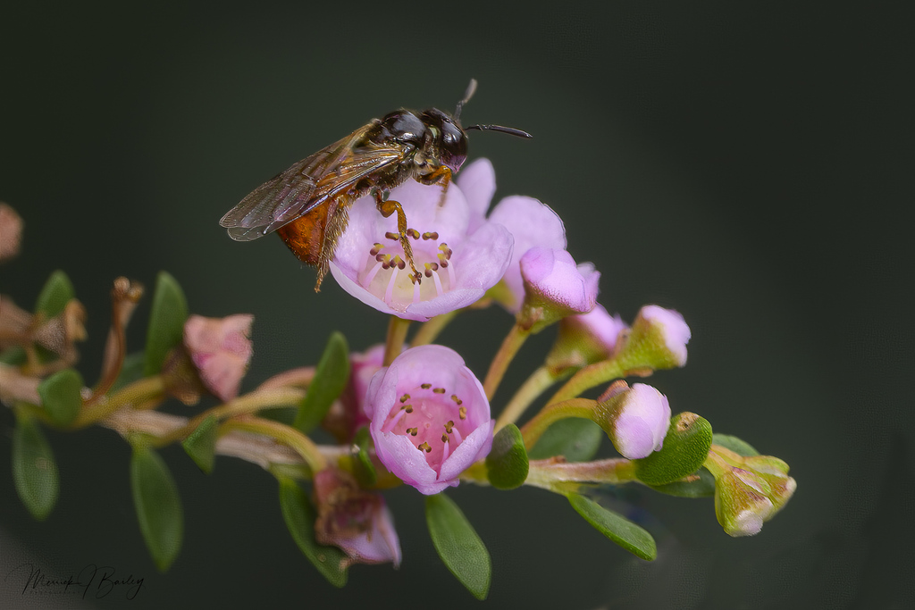 Allodapine Bees from Moruya NSW 2537, Australia on March 17, 2024 at 01 ...