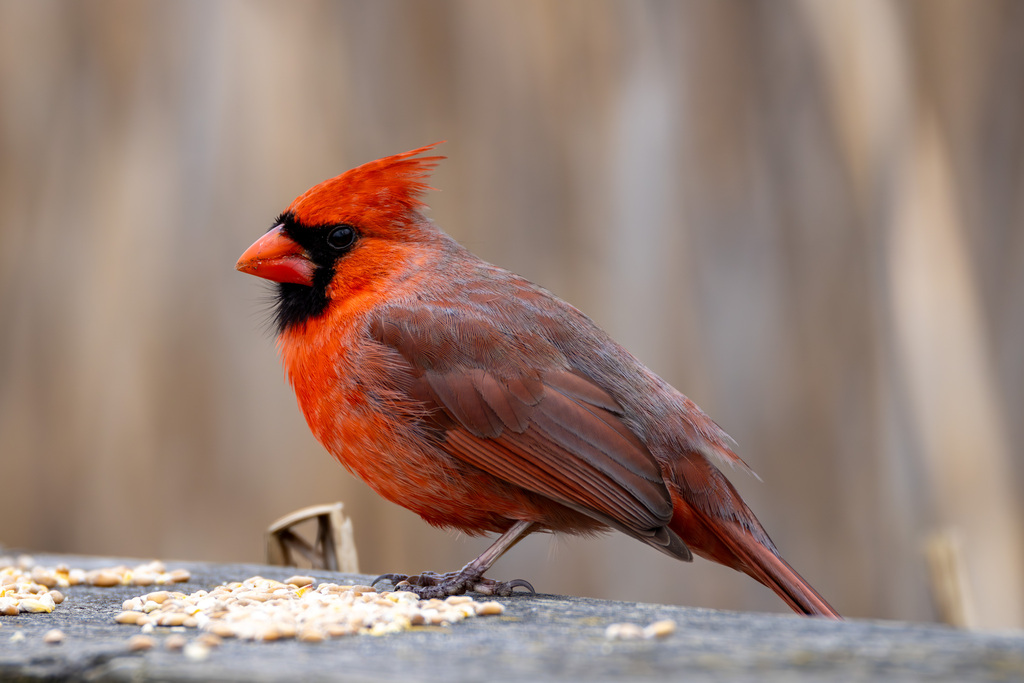 Northern Cardinal from Cambridge, ON, Canada on March 16, 2024 at 02:08 ...