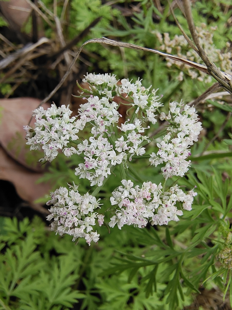 Monnier's snowparsley from Fuzhou, CN-JX, CN on March 16, 2024 at 12:36 ...