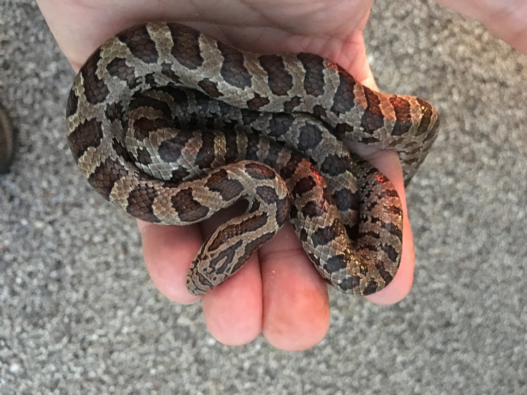 Prairie Kingsnake from Brazoria National Wildlife Refuge, Freeport, TX ...