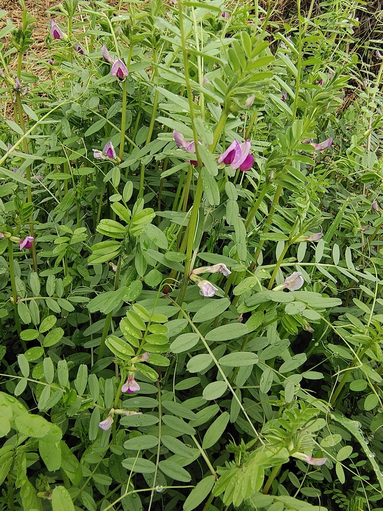 Common Vetch from Fuzhou, CN-JX, CN on March 16, 2024 at 12:31 PM by ...