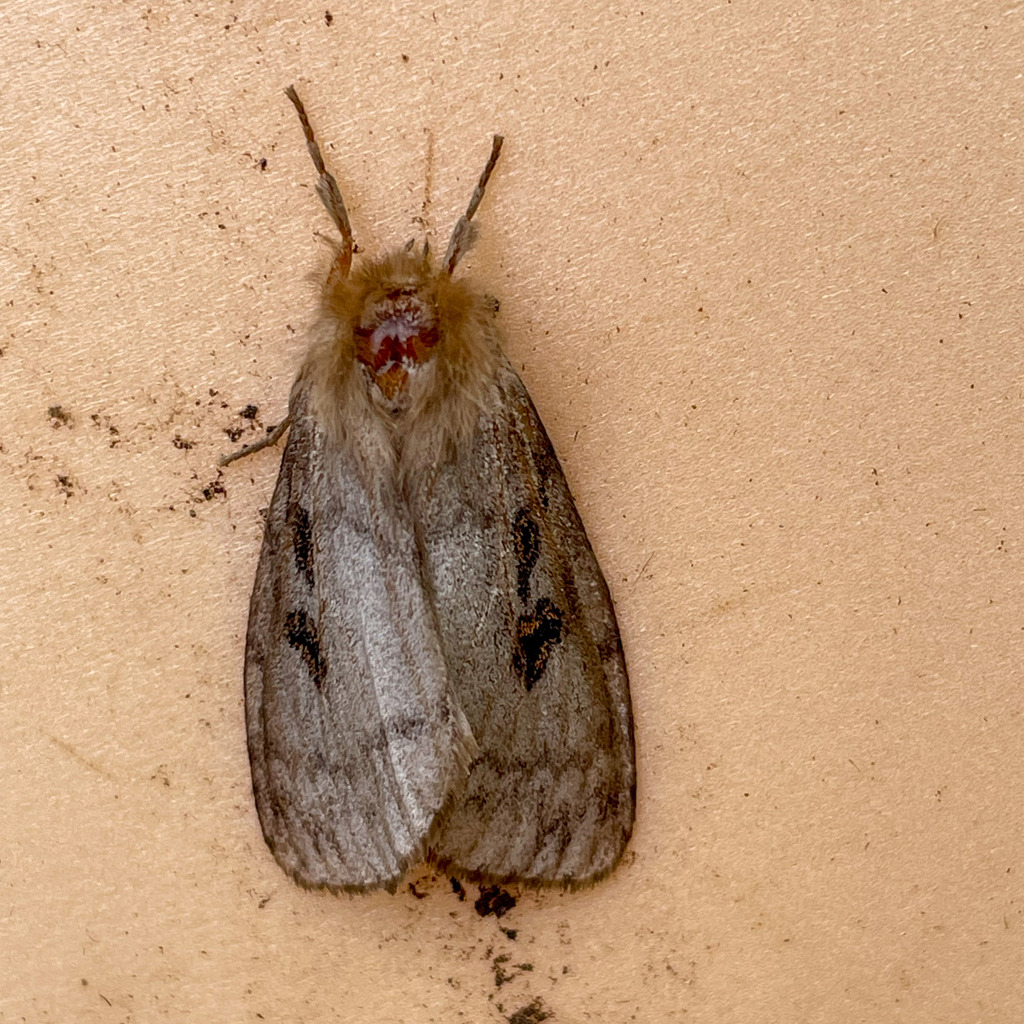 White Cedar Moth in January 2024 by Jesse de Vries · iNaturalist