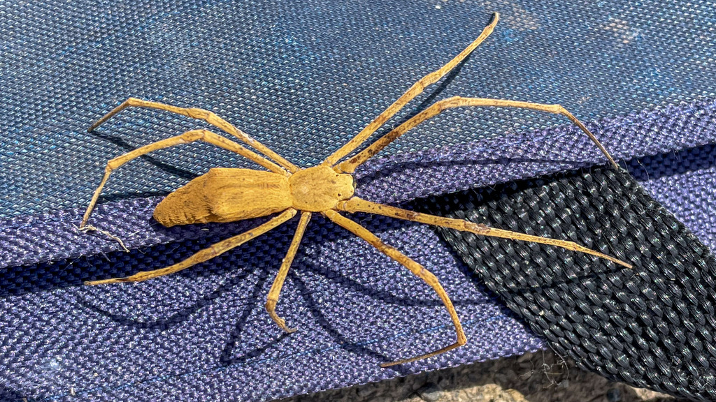 Pantropical Ogre-faced Spiders in January 2024 by Jesse de Vries ...