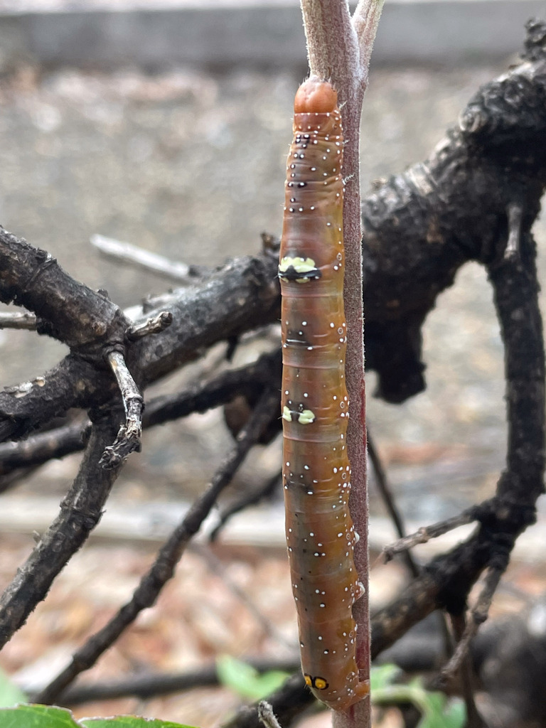 Pink-bellied Moth in February 2024 by Jesse de Vries. Feeding on ...