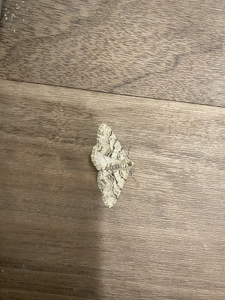 Half-wing Moth from Brandeis University, Waltham, MA, US on March 16 ...