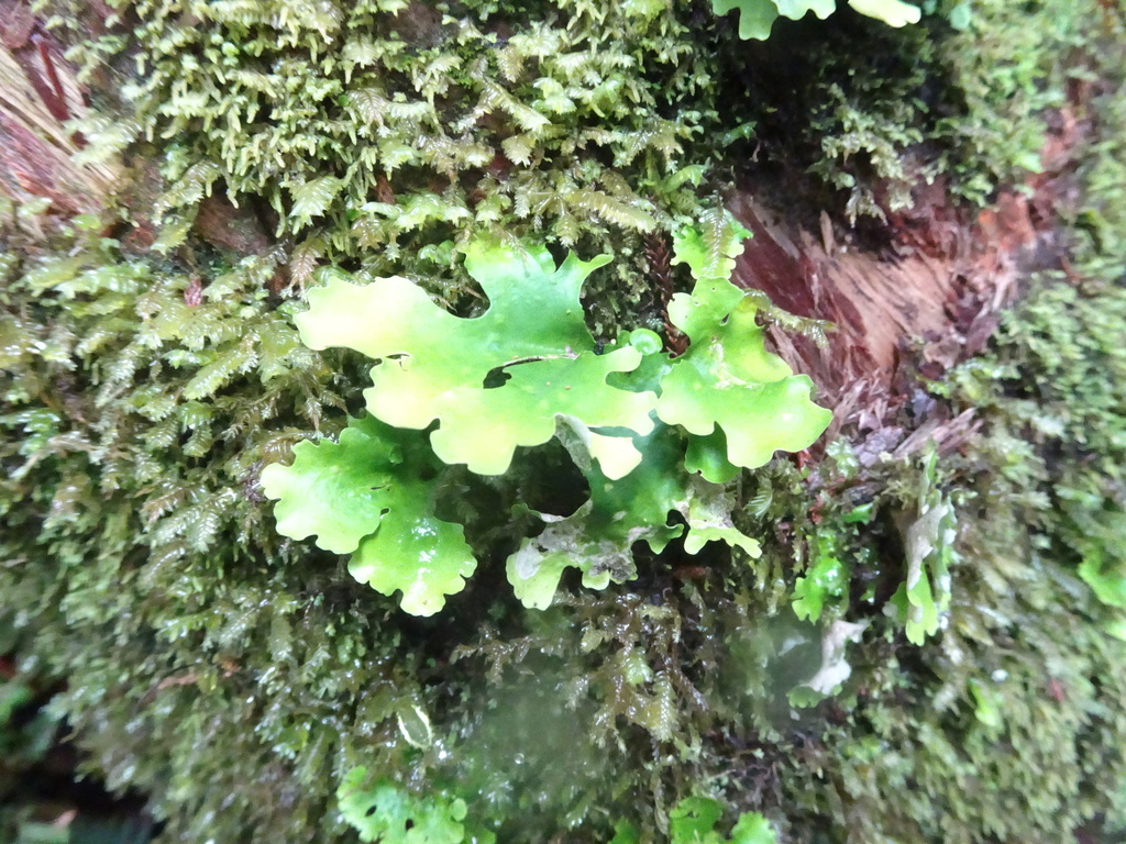 Lobariaceae from Southland District, Southland, New Zealand on February ...