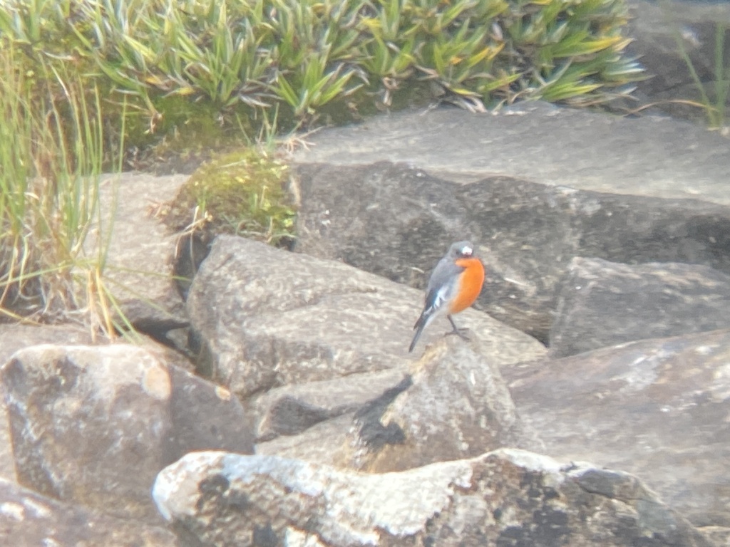 Flame Robin from Central Plateau Conservation Area, Central Plateau ...