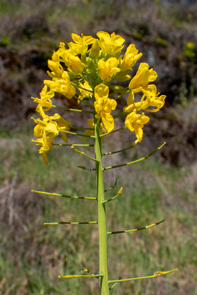 field mustard from Lane County, OR, USA on March 16, 2024 at 02:41 PM ...