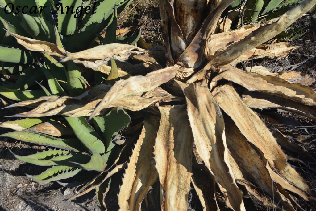Rough century plant from san antonio de las alazanas on May 4, 2016 by ...