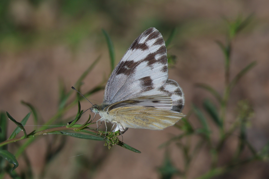 Checkered White from Kleberg County, TX, USA on March 16, 2024 at 11:05 ...