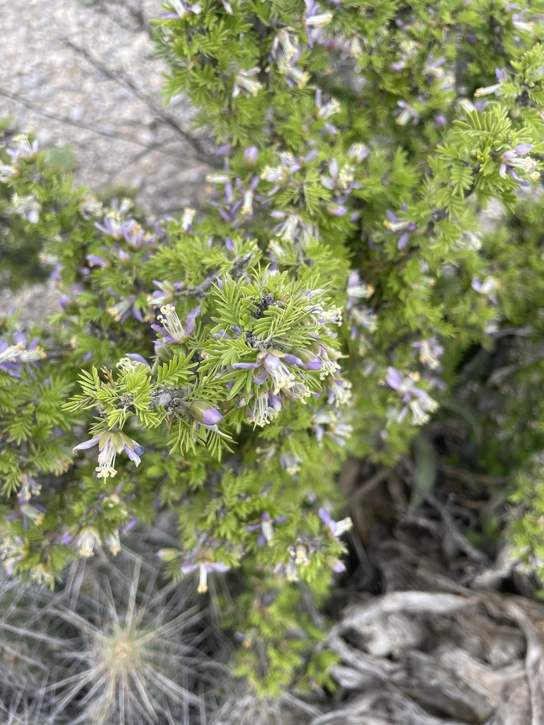 Texas lignum-vitae from Parque Nacional Cumbres de Monterrey, Santa ...