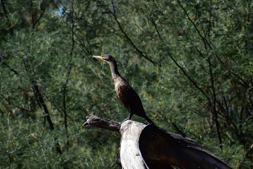 Great Cormorant from Yea VIC 3717, Australia on March 16, 2024 at 12:24 ...