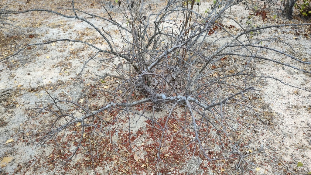 cimarron plum from La Paz, B.C.S., México on March 16, 2024 at 10:16 AM ...