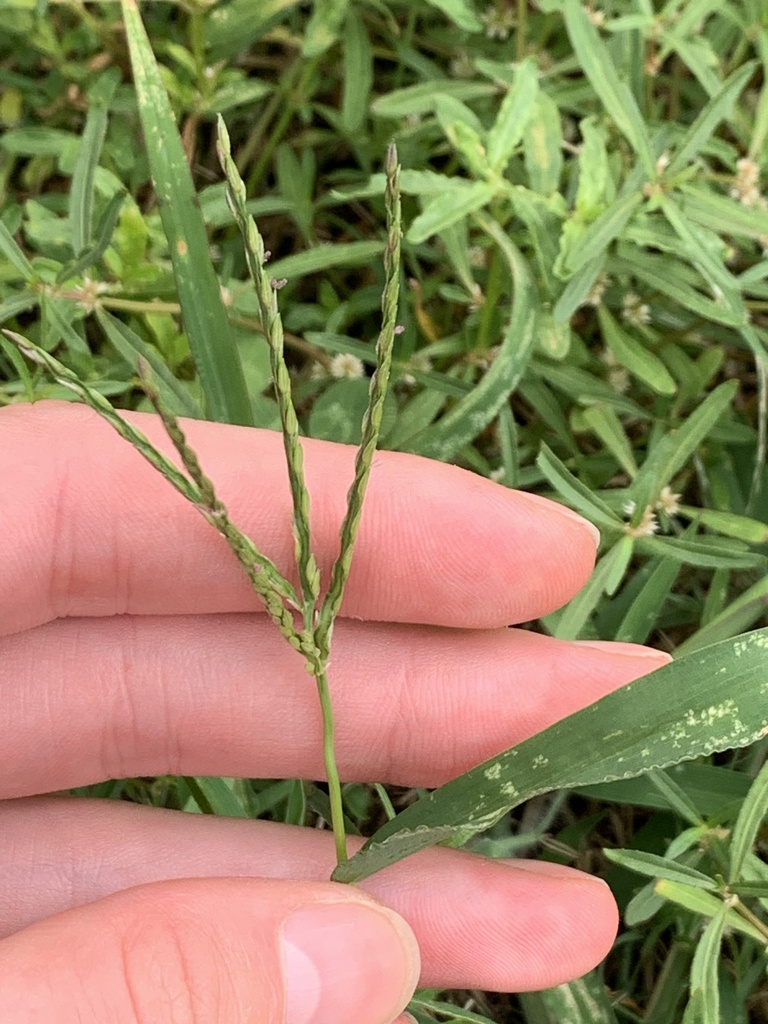 Tropical Finger-grass from Hoyle Dr, Dean Park, NSW, AU on March 17 ...