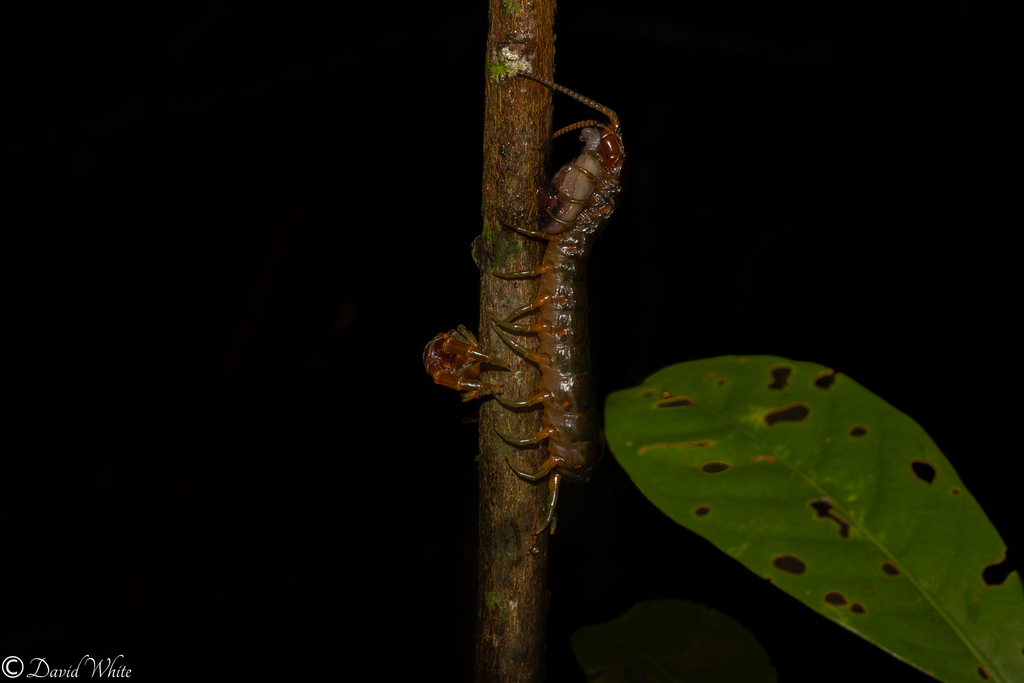 Australasian Giant Centipede from Wonga QLD 4873, Australia on March 16 ...