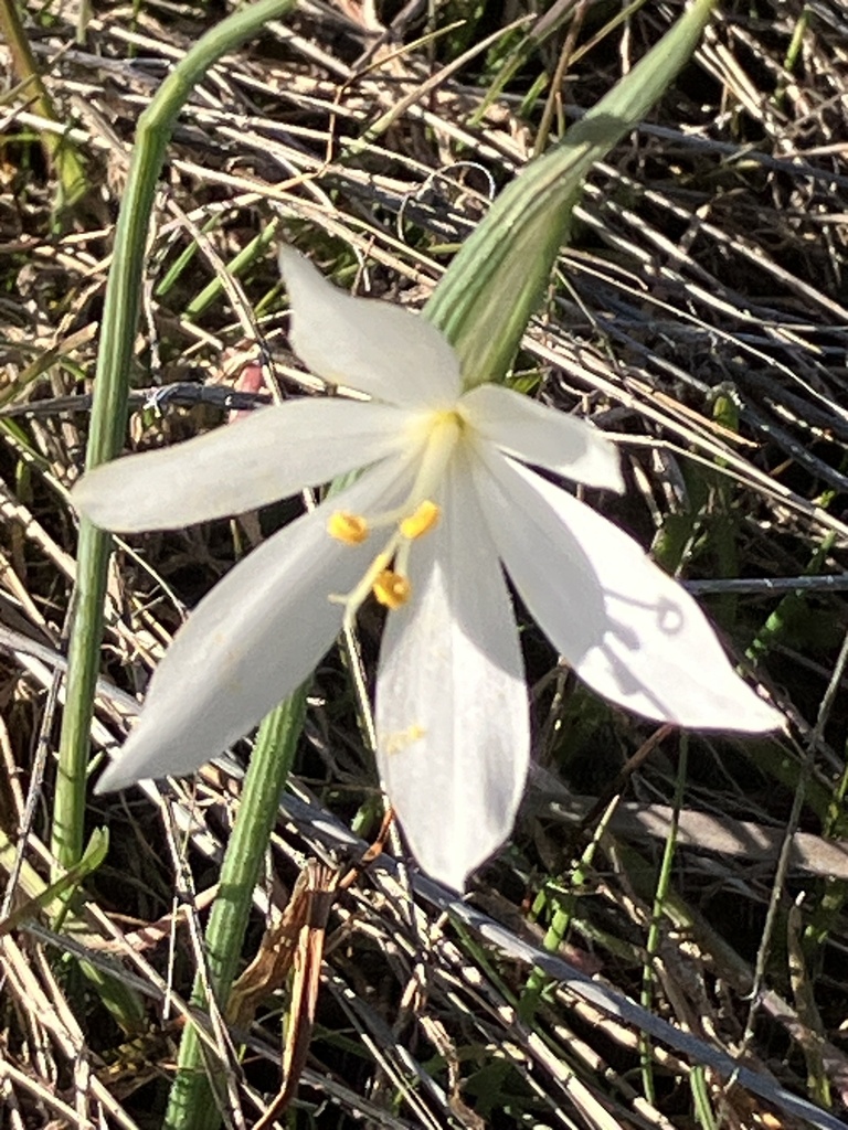 grasswidow from Columbia River Gorge National Scenic Area, Lyle, WA, US ...