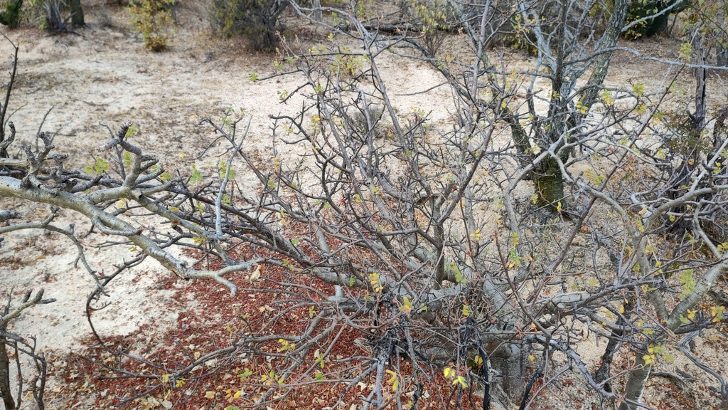 cimarron plum from La Paz, B.C.S., México on March 16, 2024 at 10:18 AM ...