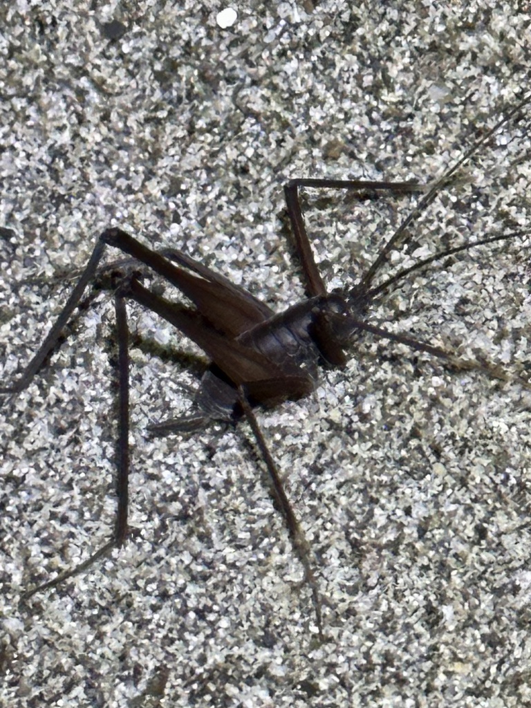 Square-legged Camel Cricket from Olympic National Park, WA, US on March ...