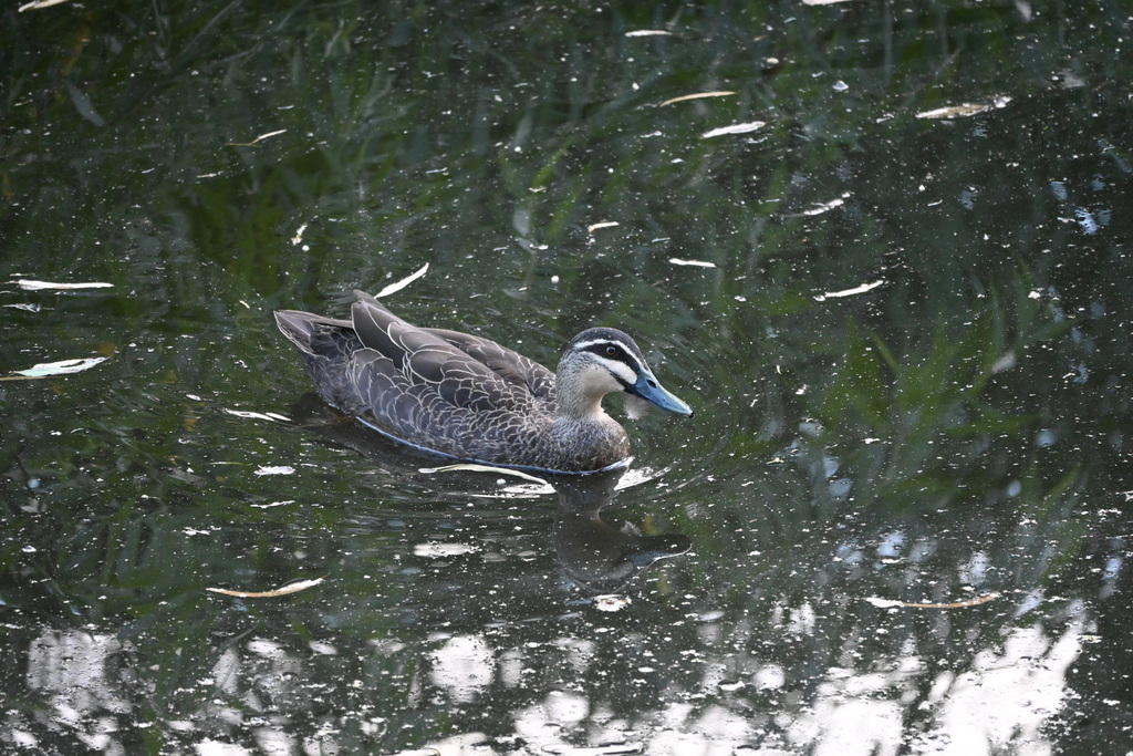 Pacific Black Duck from River Torrens, Adelaide SA, Australia on March ...