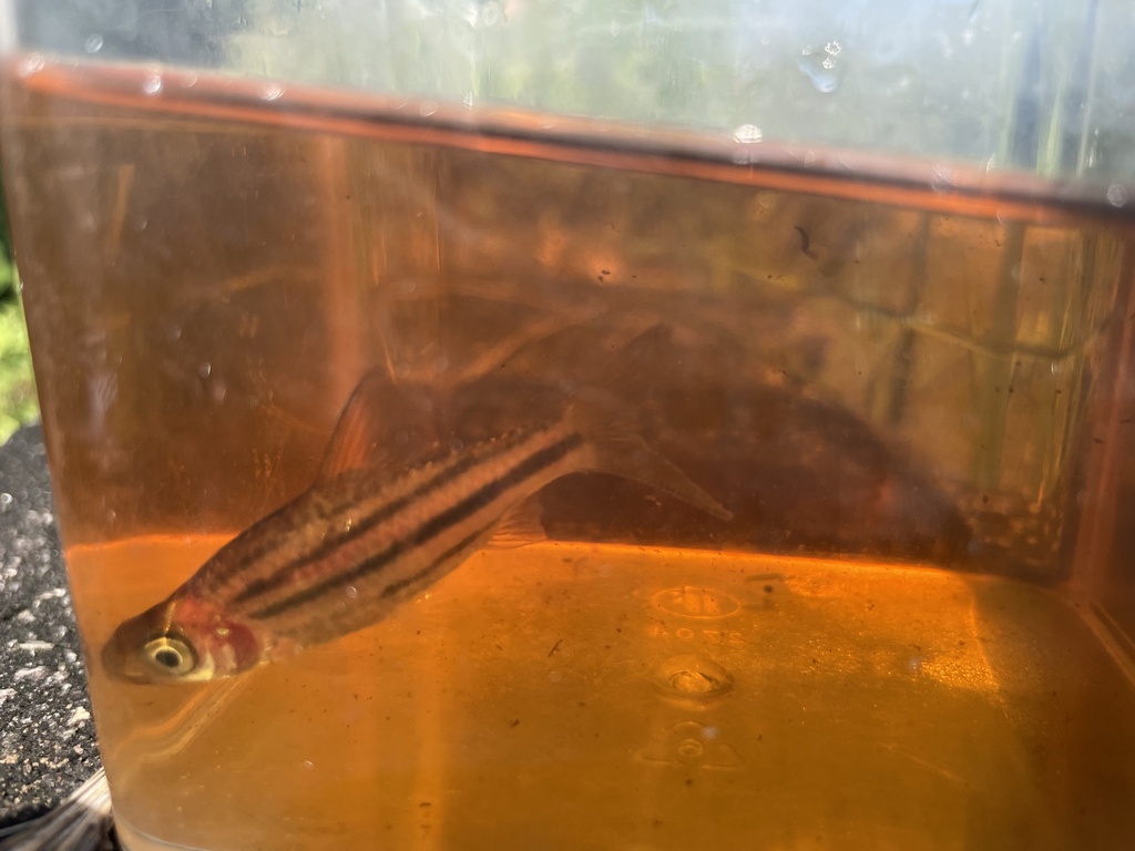 Zebra Barb (Desmopuntius johorensis) - Marine Life Identification