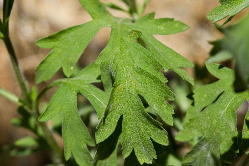 common ragweed from Kitchen Creek Rd--Rose Spring on June 01, 2013 at ...