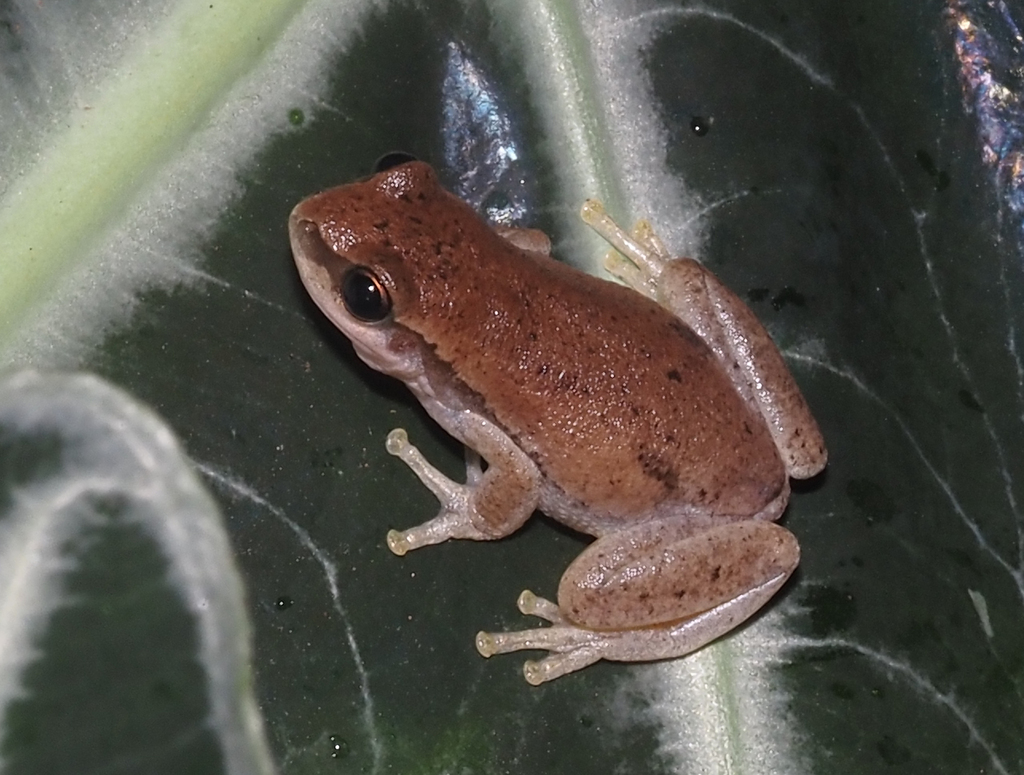 Desert Tree Frog from 2 Wattle St, Walkamin QLD 4872, Australia on ...