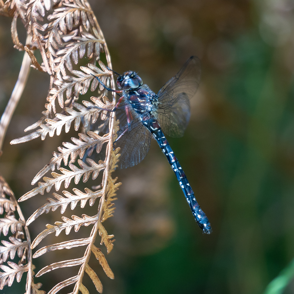 Multi-spotted Darner from Benwerrin VIC 3235, Australia on March 17 ...