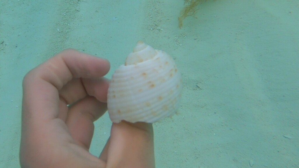Atlantic Partridge Tun Snail from East Caicos, TKCA 1ZZ, Turks and ...