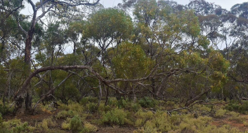Red mallee from Red Banks Conservation Park, Baldina SA 5417, Australia ...