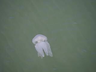 Acromitus from Stony Point, Crib Point VIC 3919, Australia on February ...