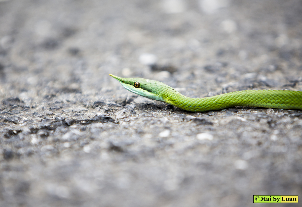 Rhino Rat Snake from Trân Châu, Cát Hải, Hải Phòng, Vietnam on May 13 ...
