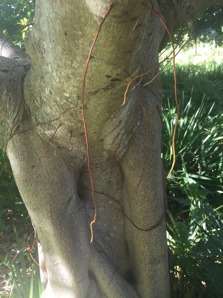 heart-leaved fig from Arderne Gardens, Southern Suburbs, WC, ZA on ...
