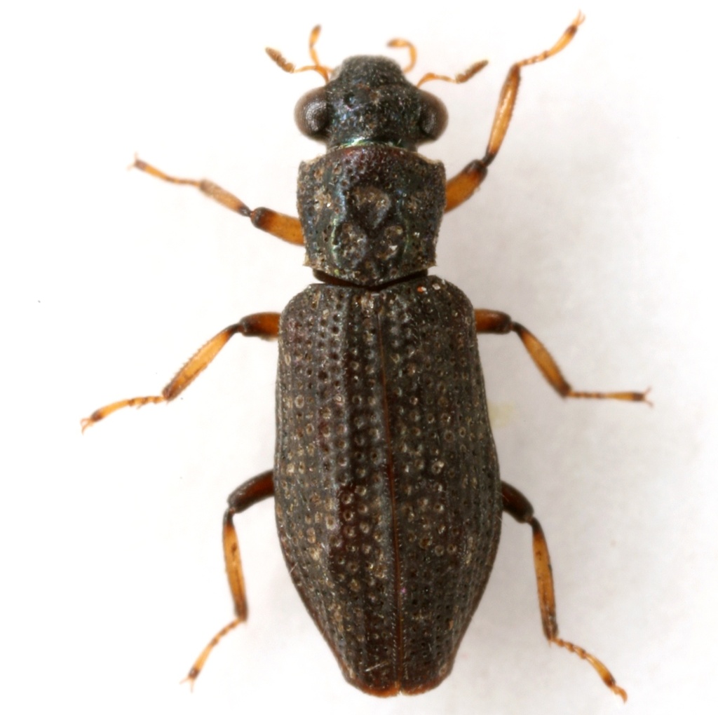 Hydrochus from Pontotoc Ridge Preserve | The Nature Conservancy ...