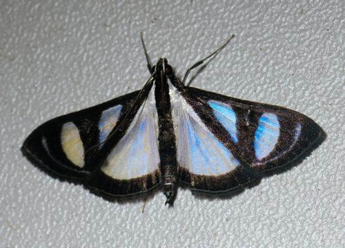 Photo 358178859, (c) Alan Rockefeller, some rights reserved (CC BY ...