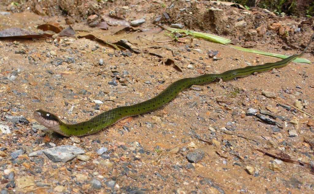Erythrolamprus epinephalus albiventris from Metropolitan District of ...