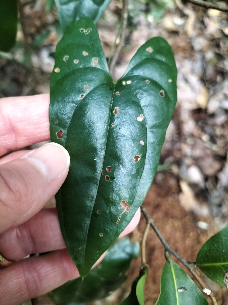Common Yam Vine from Enoggera Reservoir QLD 4520, Australia on March 17, 2024 at 08:55 AM by Liz ...