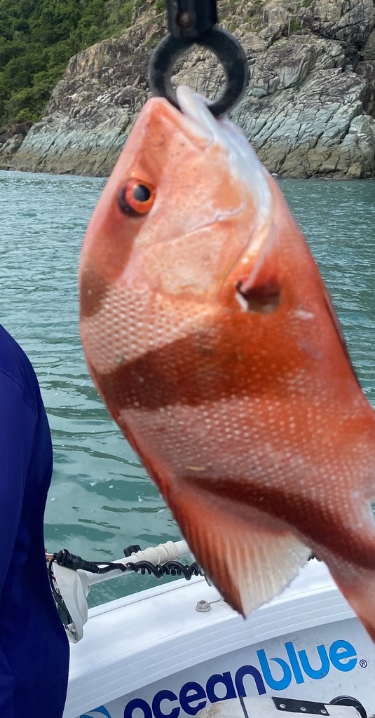 Red Emperor Snapper in March 2024 by jotrack2 · iNaturalist