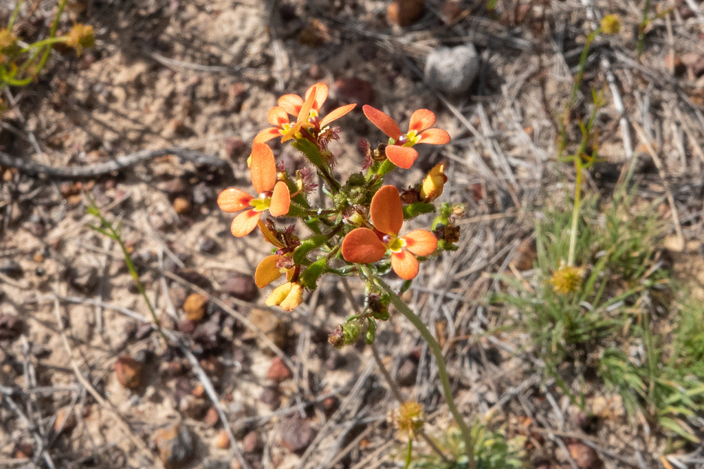 Stylidium salmoneum from Corrigin WA 6375, Australia on October 22 ...