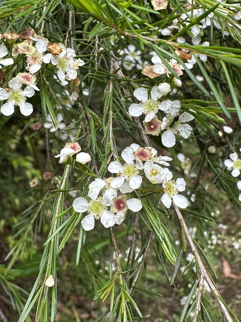 Lemon-scented Tea-tree from Fairhill Rd, Ninderry, QLD, AU on January ...