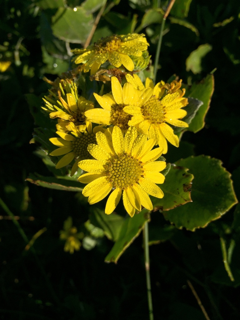 Bietou from 3 Cockle Crescent, Fish Hoek, WC, ZA on April 26, 2019 at ...