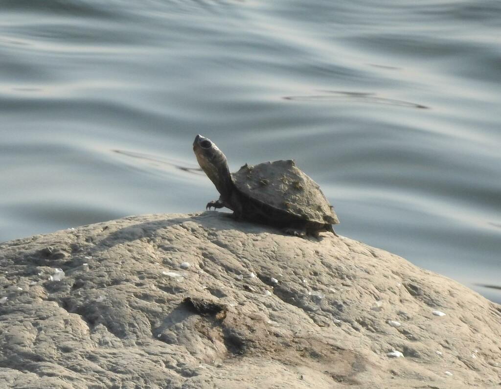 Indian Roofed Turtle from F-3, Uttarakhand, India on February 29, 2024 ...