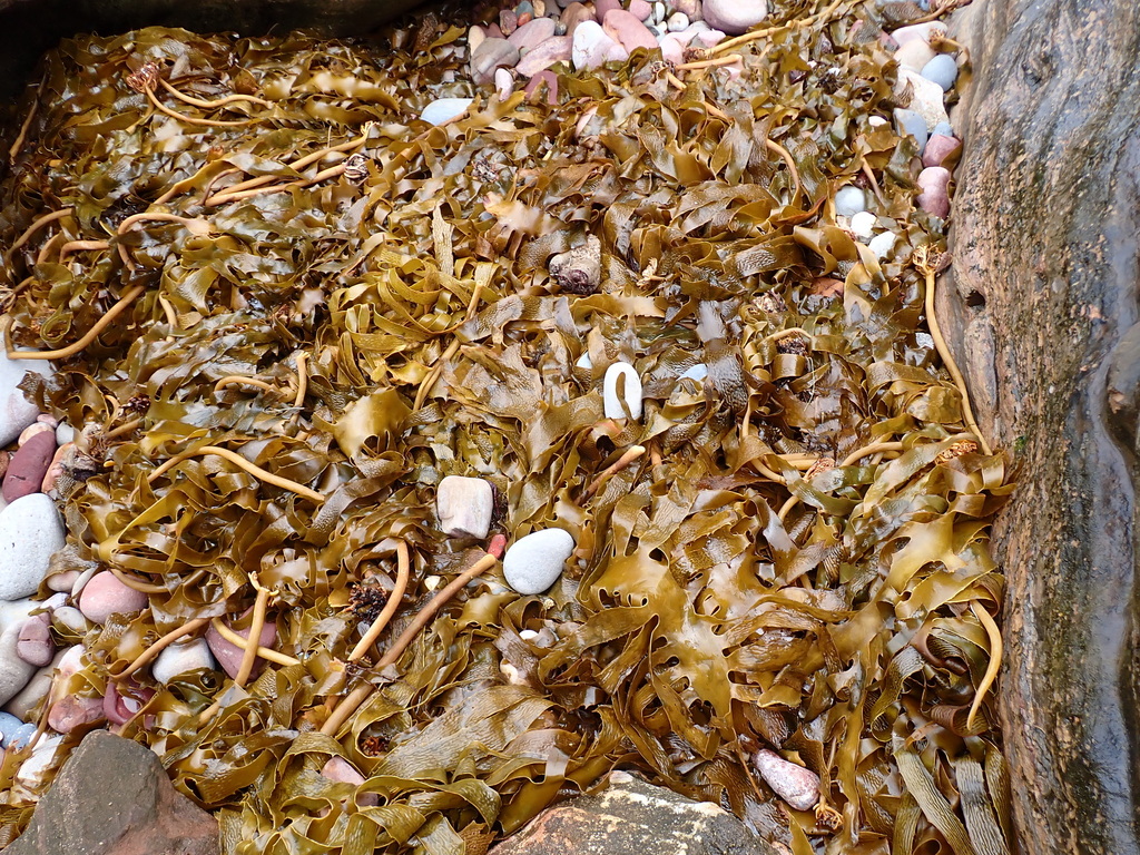 Common Kelp from Port Macquarie NSW 2444, Australia on March 17, 2024 ...