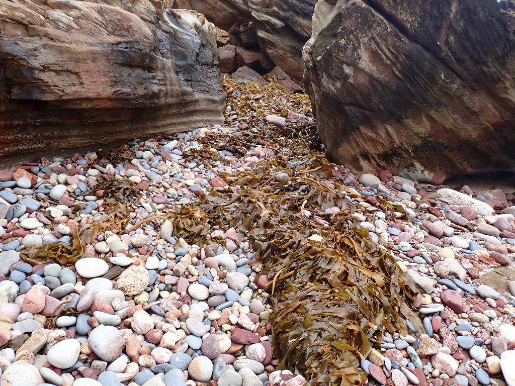 Common Kelp from Port Macquarie NSW 2444, Australia on March 17, 2024 ...