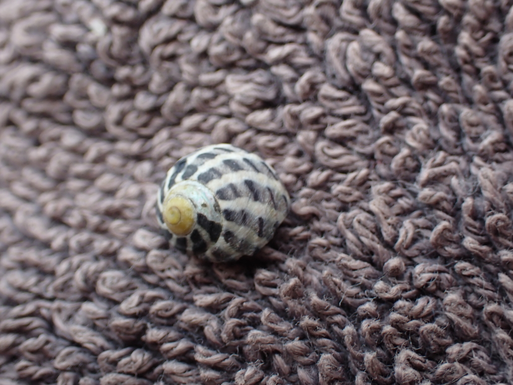 Zebra Top Snail from Port Macquarie NSW 2444, Australia on March 17 ...
