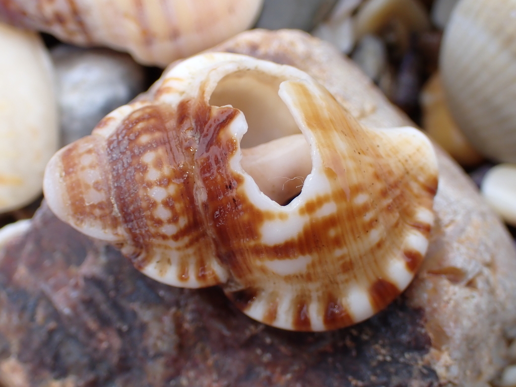 Ranella australasia from Port Macquarie NSW 2444, Australia on March 17 ...