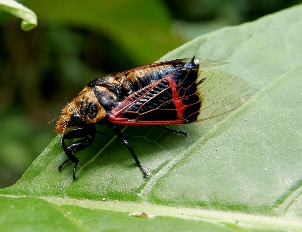 Mogannia malayana from Fraser's Hill on March 16, 2024 at 09:31 AM by ...