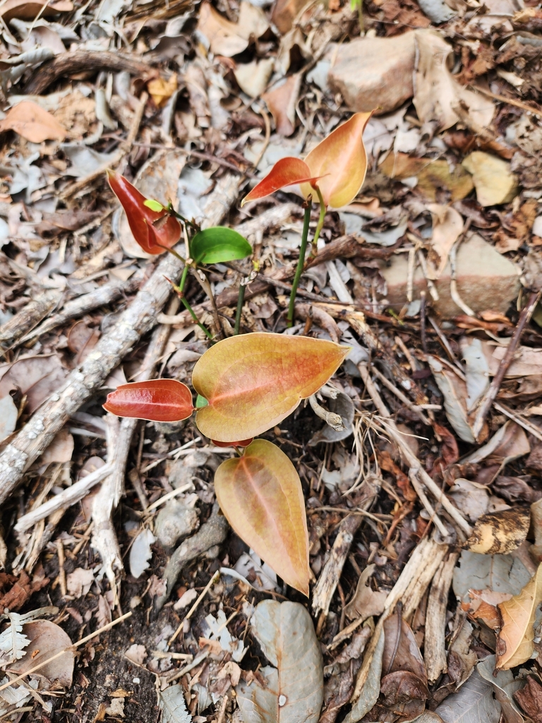 Austral Sarsaparilla from Broken Head NSW 2481, Australia on March 16, 2024 at 01:22 PM by ...